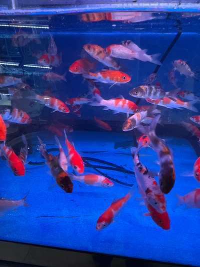 koi fish