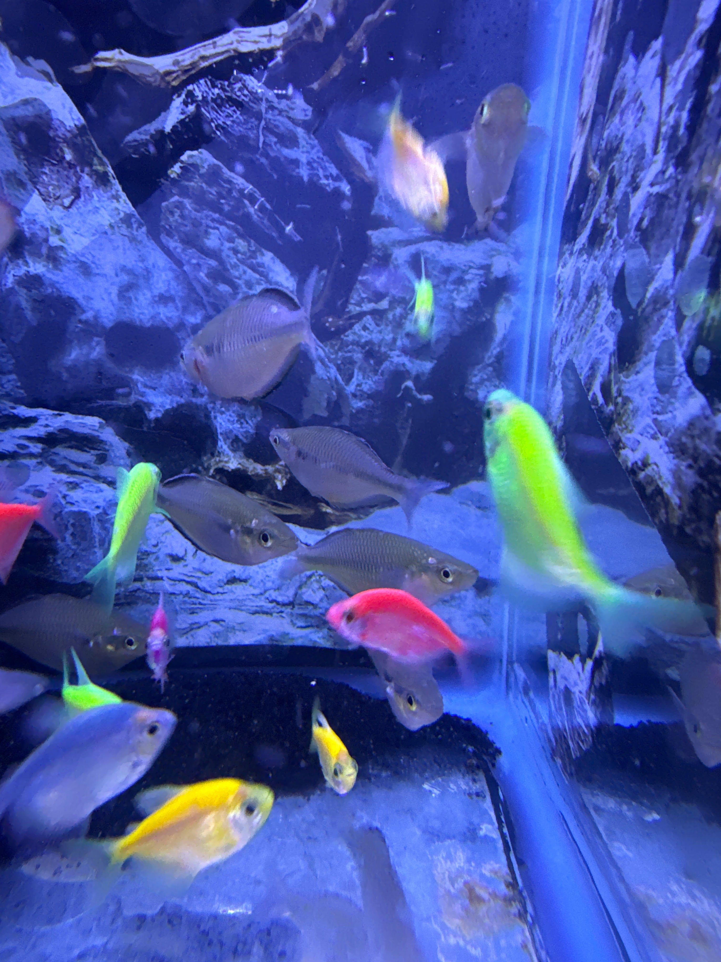 Susii Rainbow ( Melanotaenia Susii ) – monsteraquariumonline