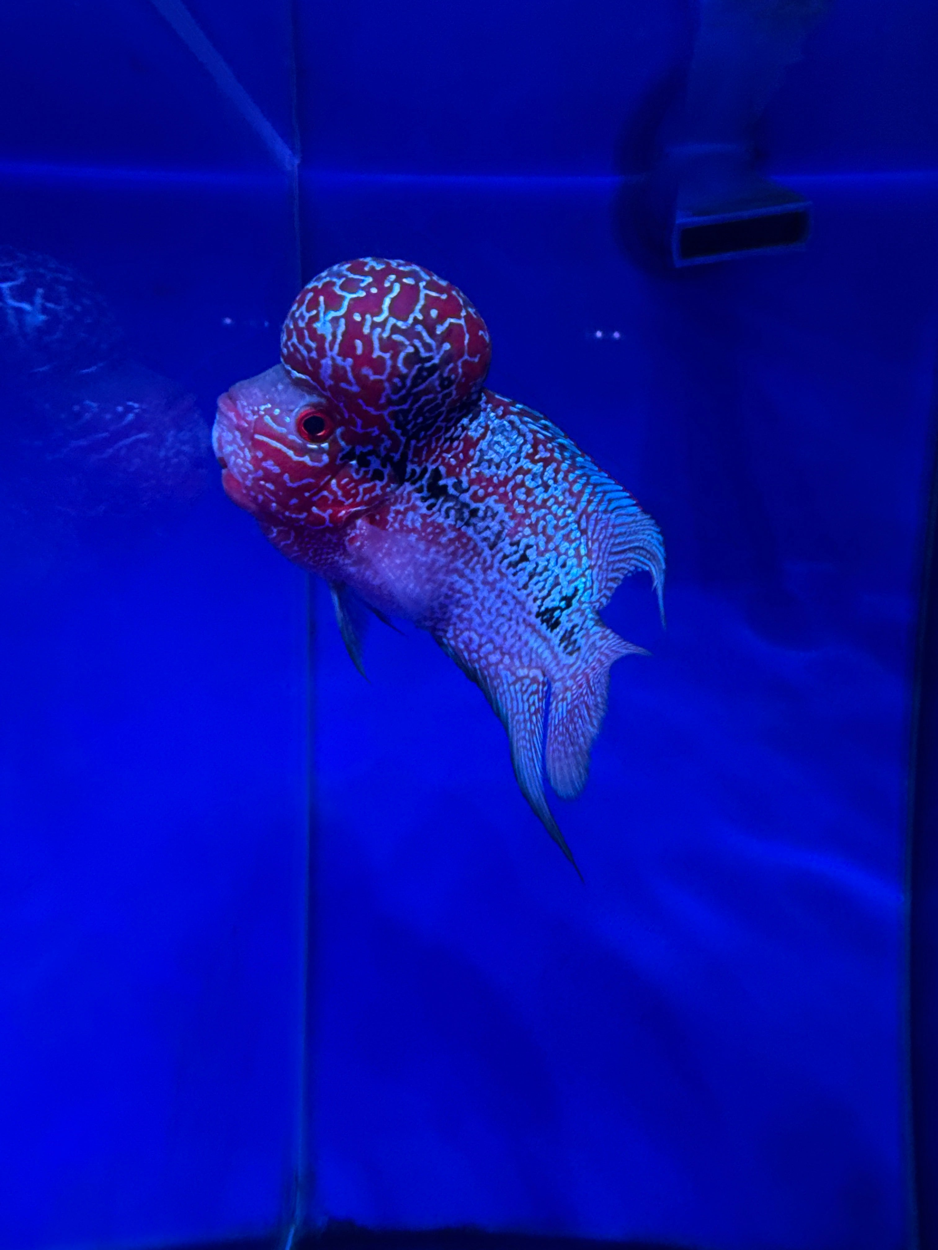 SRD Flowerhorn #71