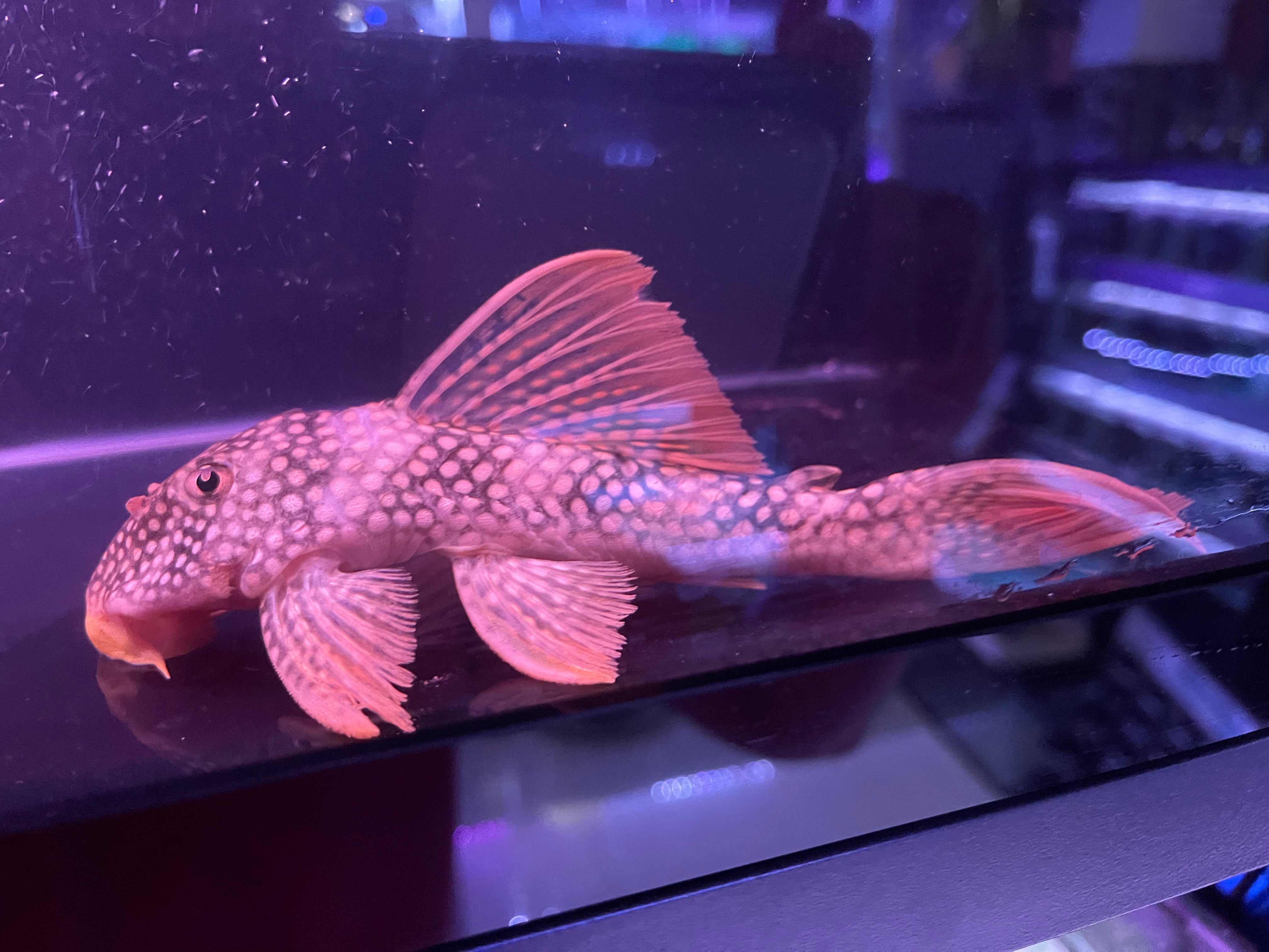 L14 Sunshine Pleco (Scobinancistrus aureatus)