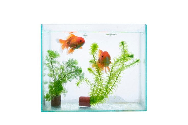 Affordable Fish Tanks and Healthy Fish in Flushing: Everything You Nee ...