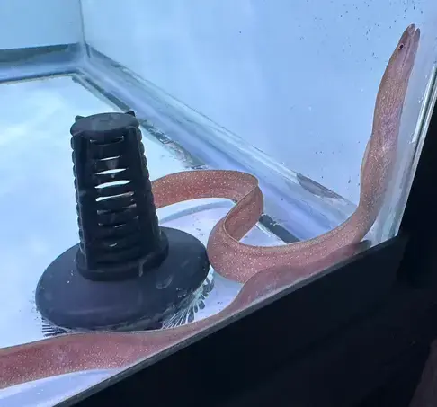 Are Freshwater Eels Good for Community Tanks?