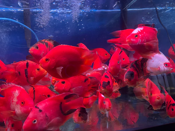 Discover the Best Underwater Life at a Fish Pet Store Near You