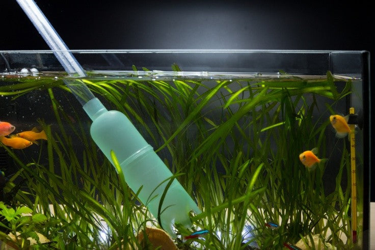 How Regular Maintenance Keeps Your Tank (and Fish) Stress-Free ...