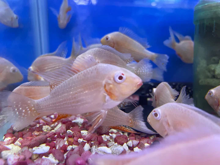 Selecting the Perfect Geophagus Species for Your Aquarium ...