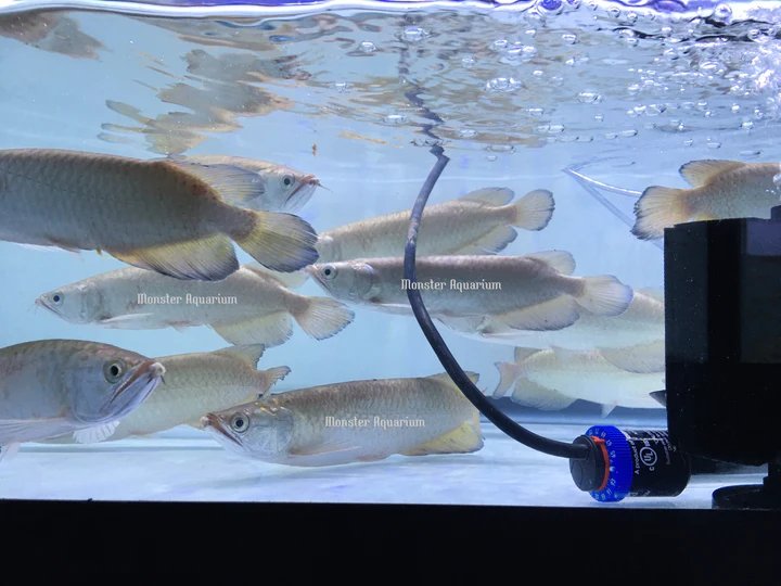 Is the Jardini Arowana the Right Centerpiece for Your Aquarium ...