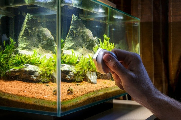 Large Tank Care Made Easy: Professional Fish Tank Cleaning Service in