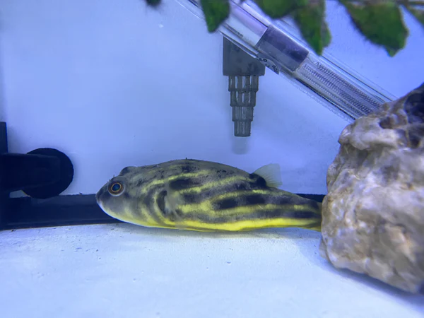 Meet the Fahaka Puffer: A Freshwater Fish with a Big Personality ...