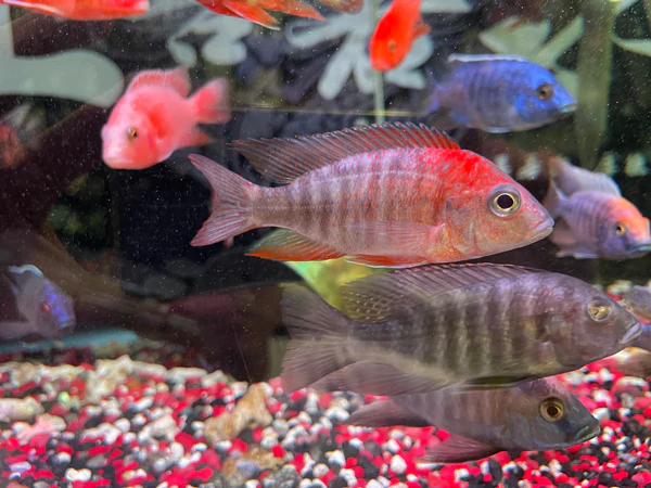 Planted Aquarium Favorites: Freshwater Fish That Flourish