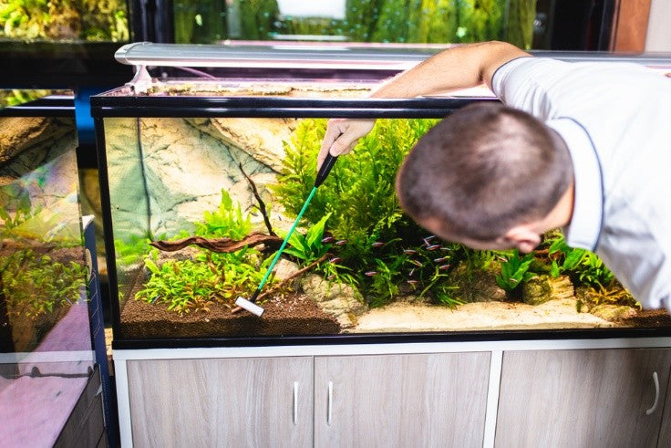 Transform Your Workplace with Office Fish Tank Service in Queens