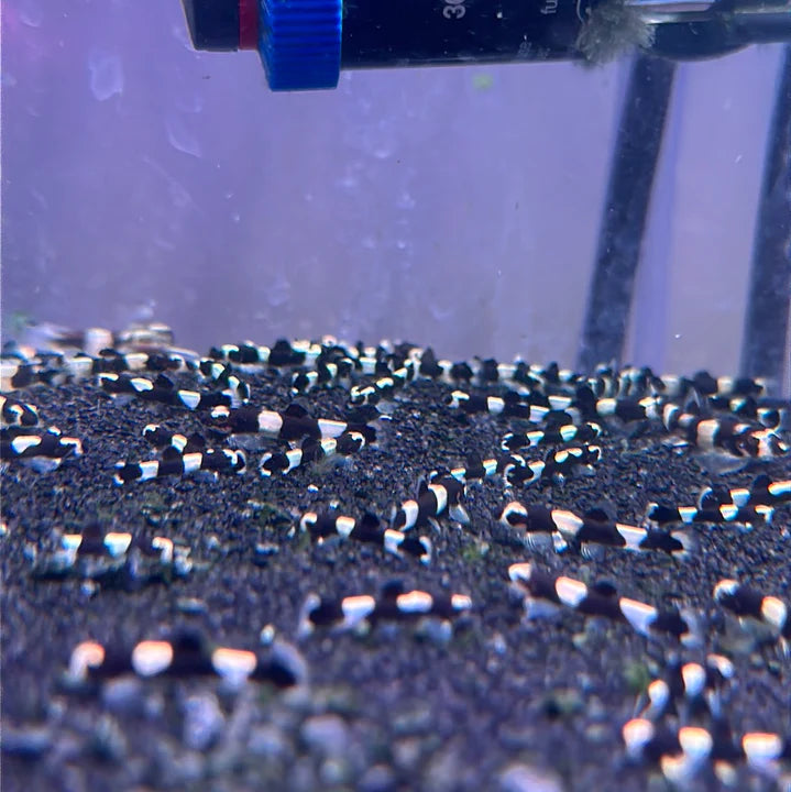 The Cutest Addition to Your Tank: Panda Loach for Sale - Buy Now ...