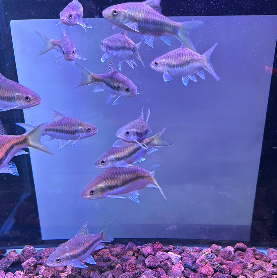 Shortbody Blue Mahseer (Neolissochilus stracheyi) – monsteraquariumonline