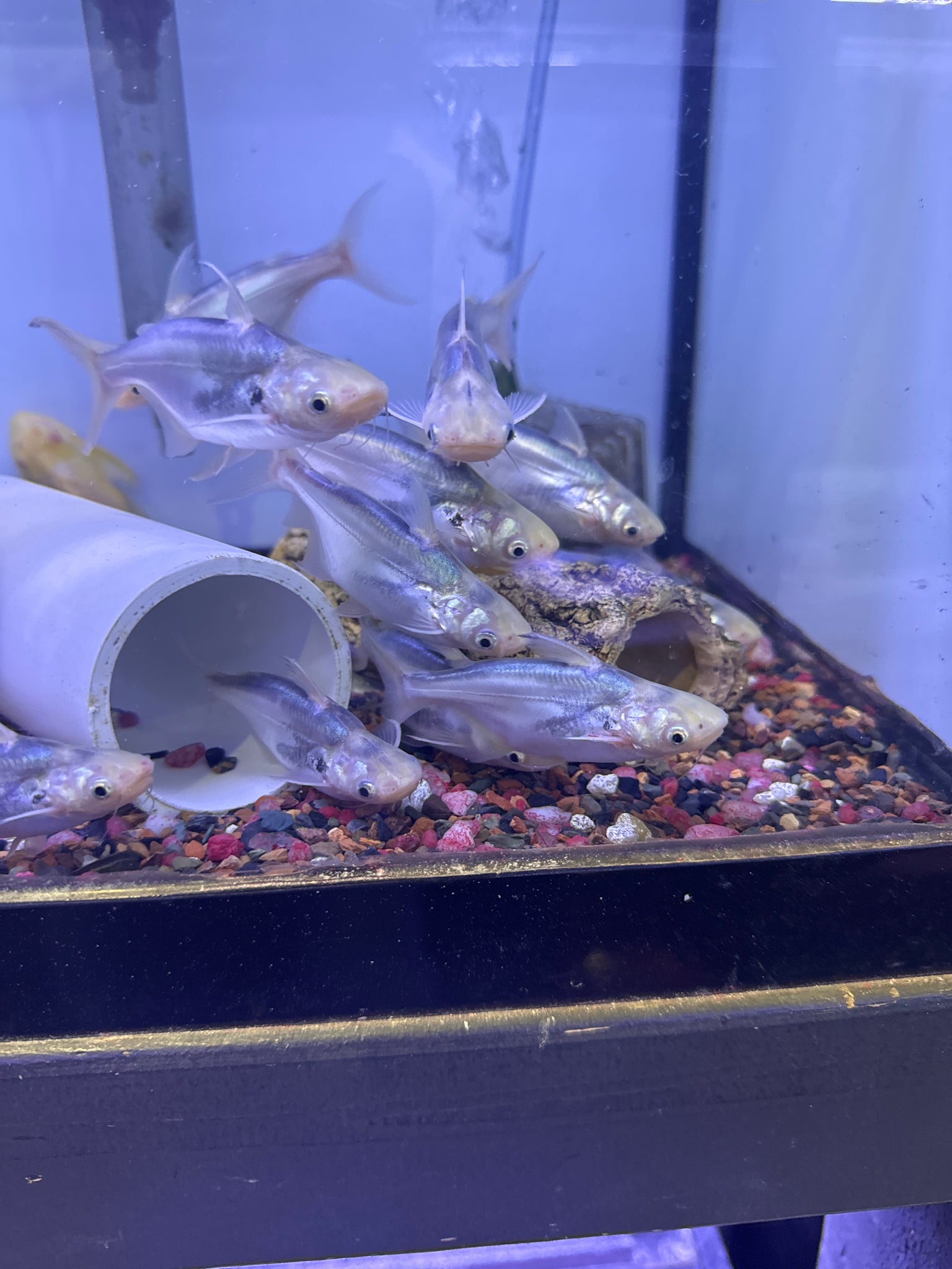 Platinum Black Ear Pangasius Catfish (Pangasius Larnaudii ...