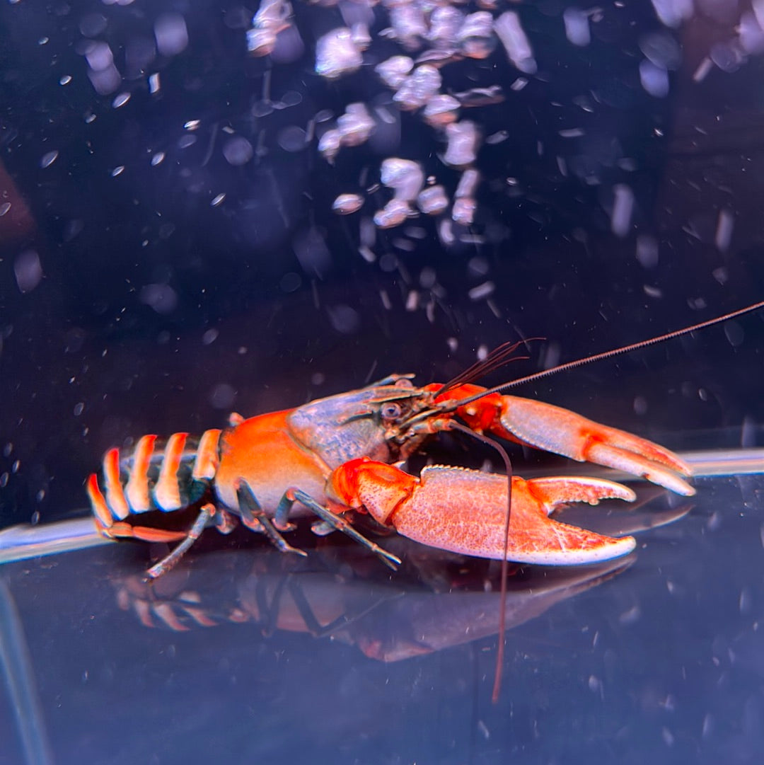 Zebra Crayfish (Cherax peknyi) – monsteraquariumonline