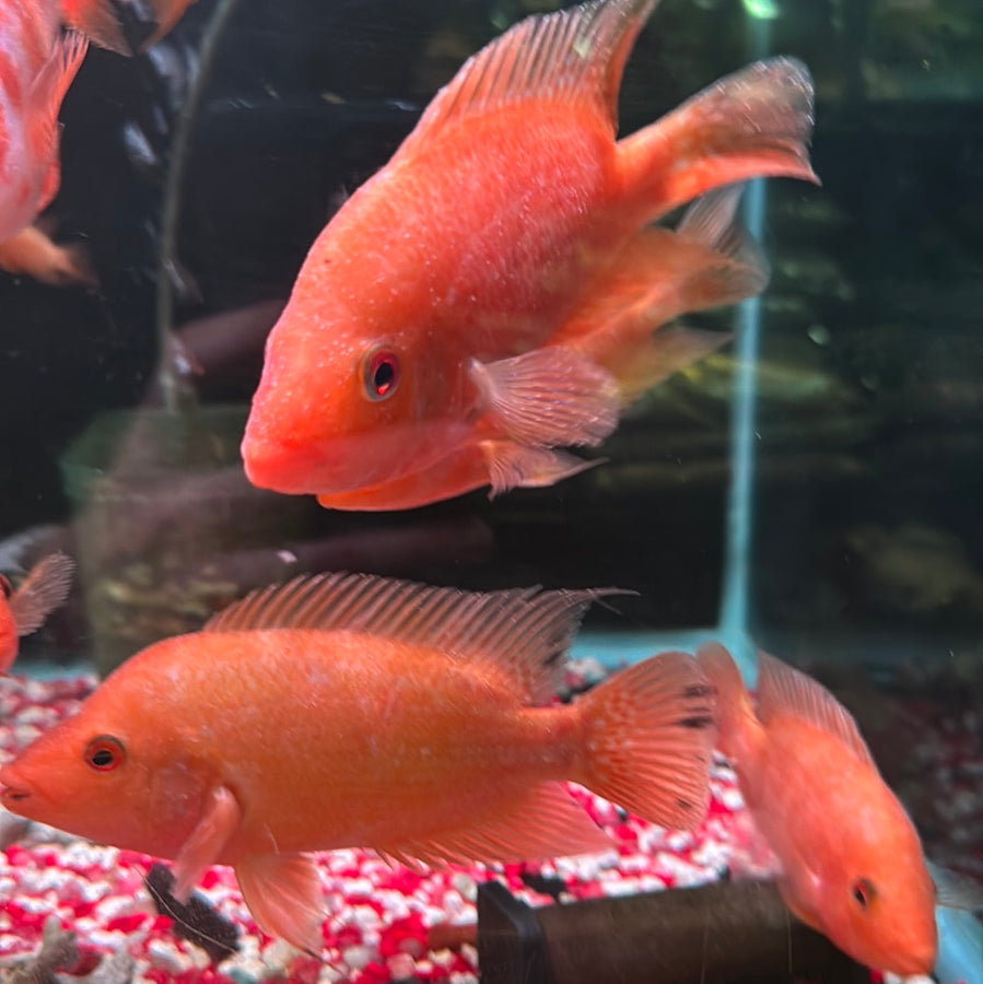 Red Devil Cichlid ( Amphilophus labiatus ) – monsteraquariumonline