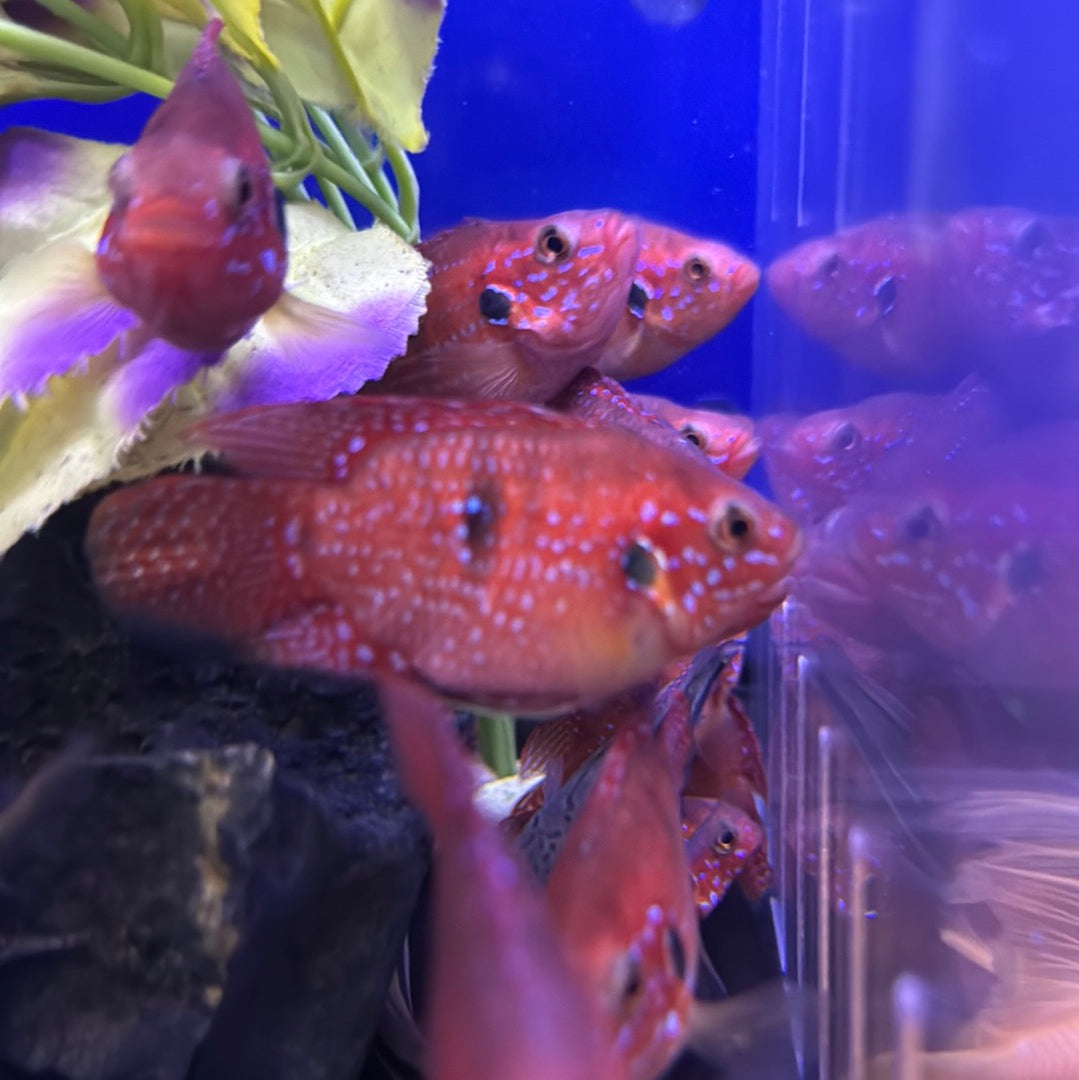 Balloon Red Jewel ( Hemichromis Bimaculatus ) – monsteraquariumonline