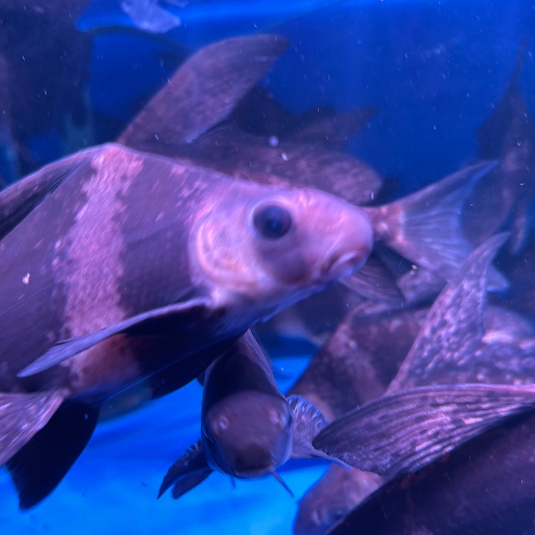 Hi fin banded shark (Myxocyprinus asiaticus) – monsteraquariumonline
