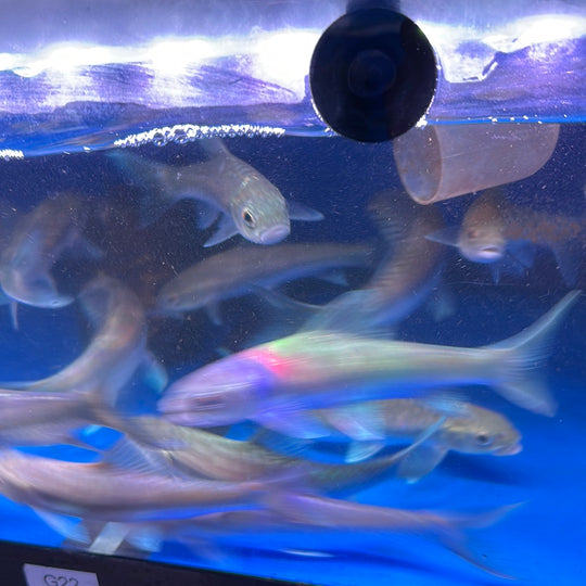 Blue Mahseer (Neolissochilus stracheyi) – monsteraquariumonline