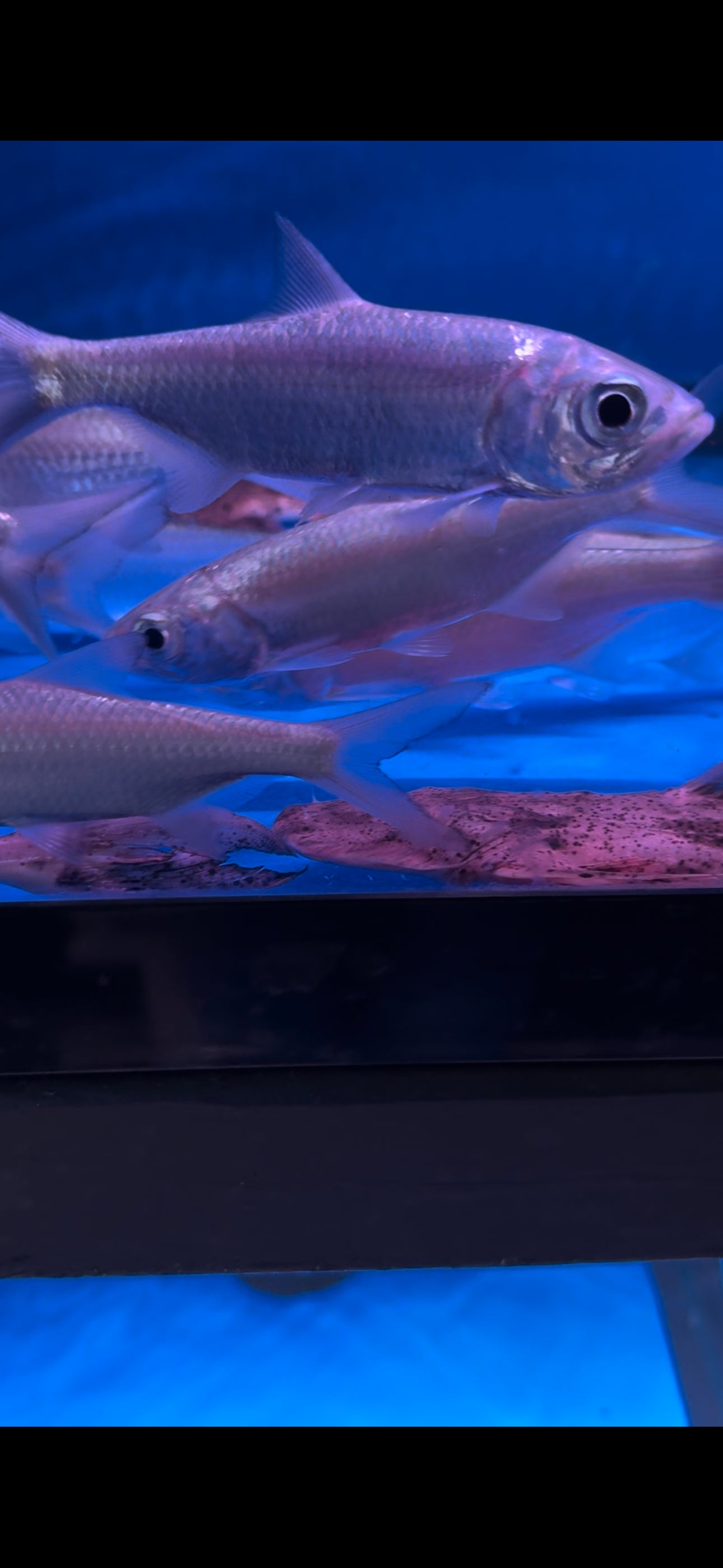 Indo Pacific Tarpon (Megalops Cyprinoides) – monsteraquariumonline