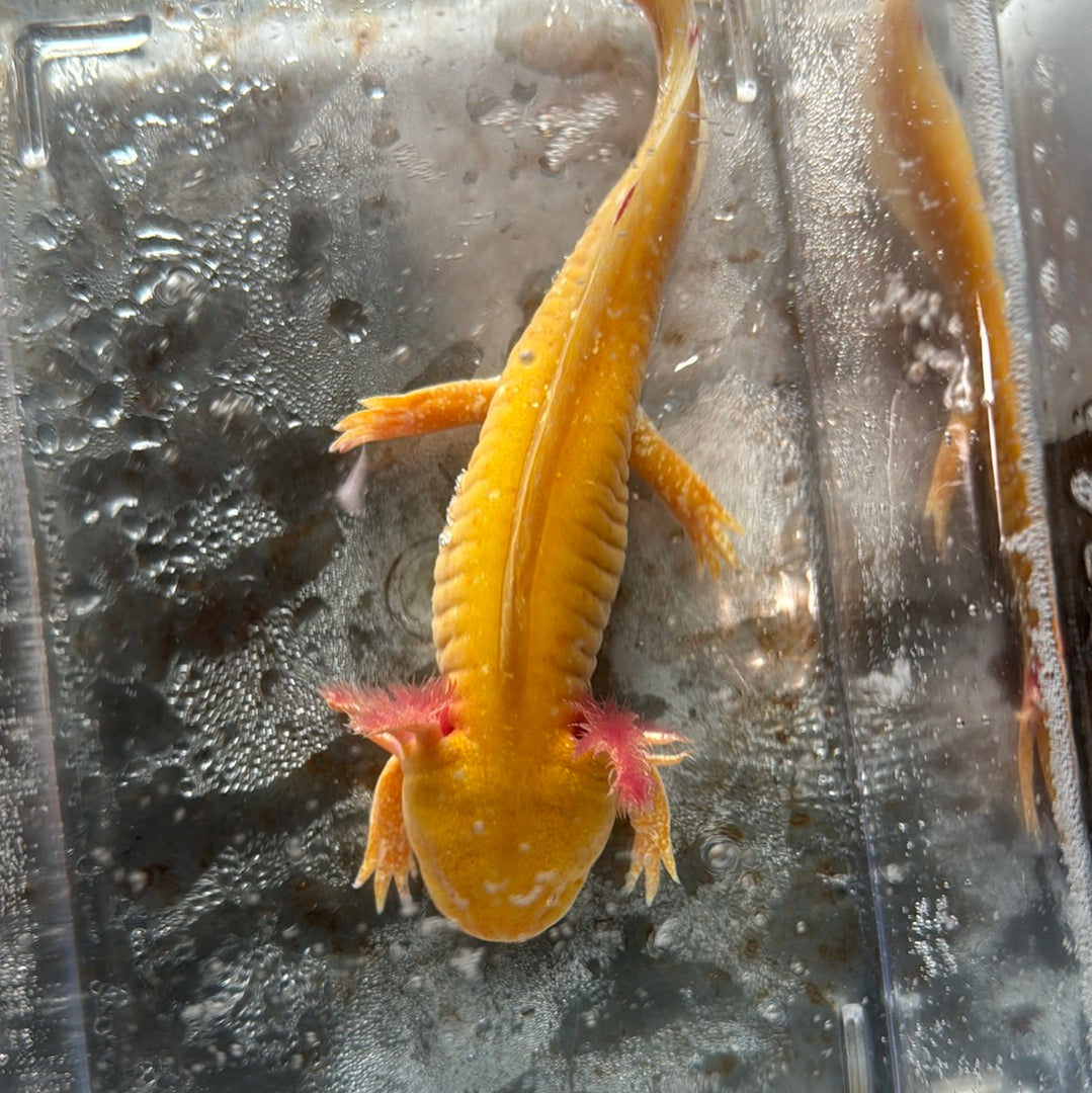 Golden Albino Axolotl (Ambystoma mexicanum) – monsteraquariumonline
