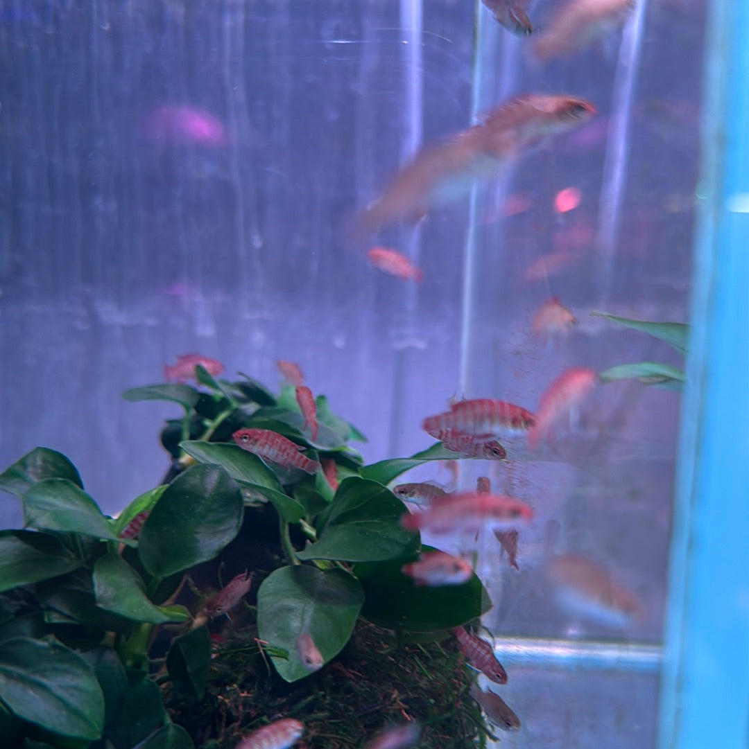 Scarlet Badis ( Dario Dario )