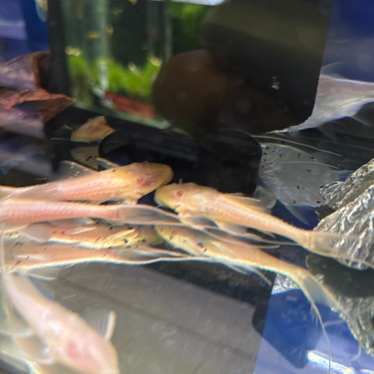 L155 Albino Adonis Pleco (Acanthicus hystrix) – monsteraquariumonline