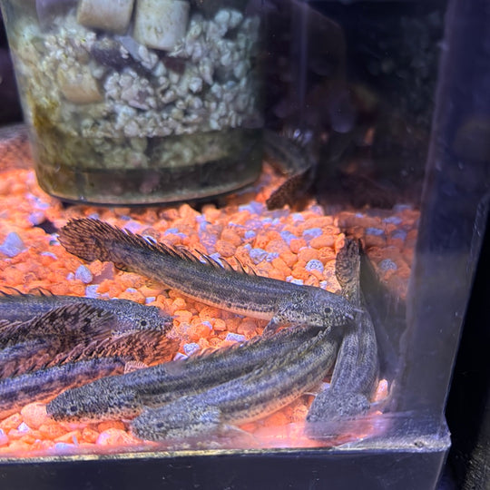 Ansorgi Polypterus (Polypterus ansorgii) – monsteraquariumonline