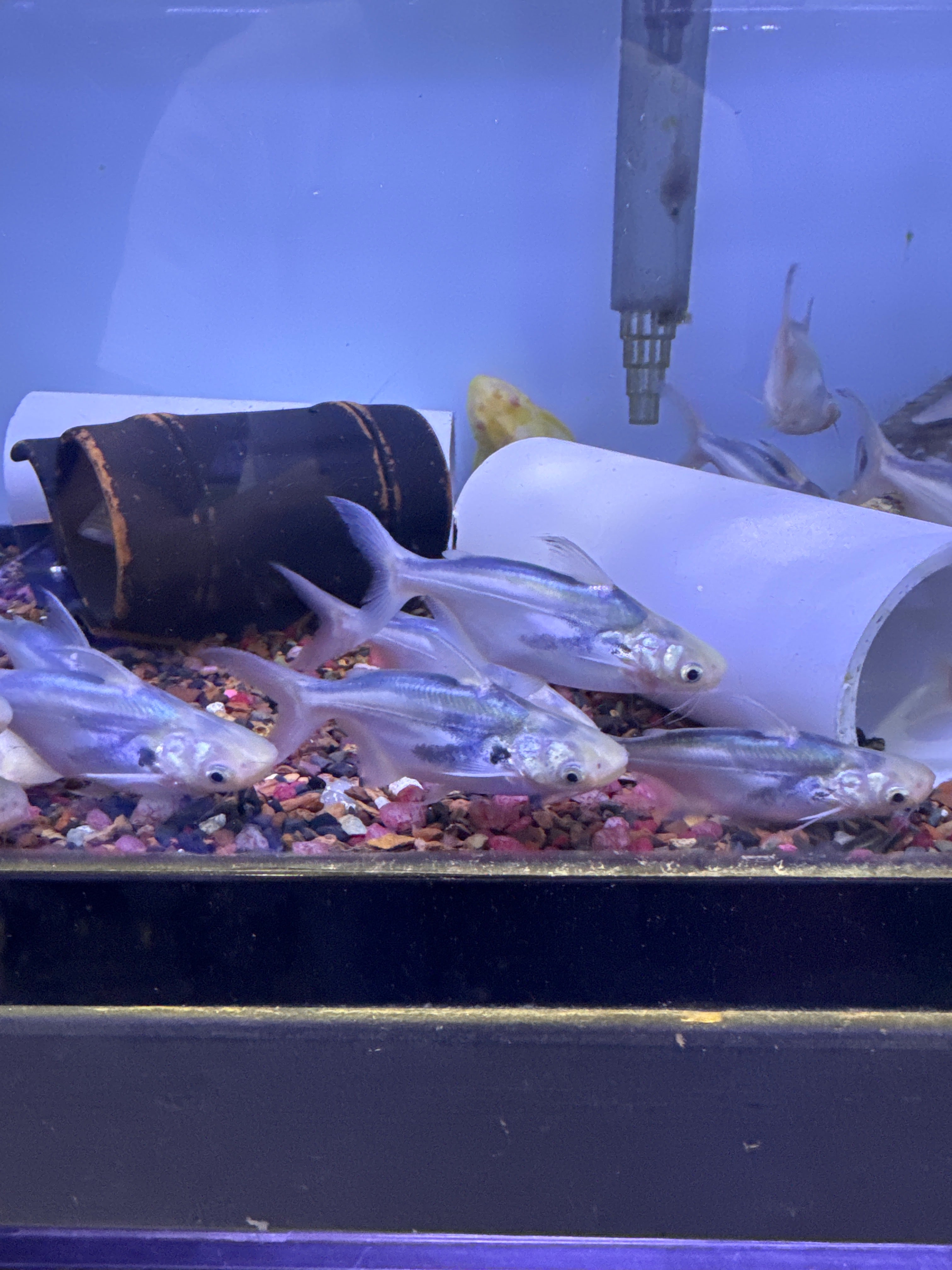 Platinum Black Ear Pangasius Catfish (Pangasius Larnaudii ...