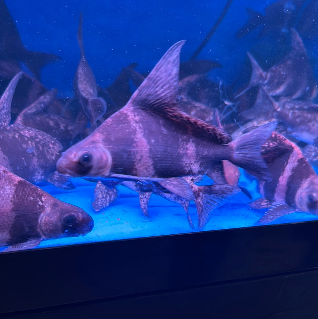 Hi fin banded shark (Myxocyprinus asiaticus) – monsteraquariumonline