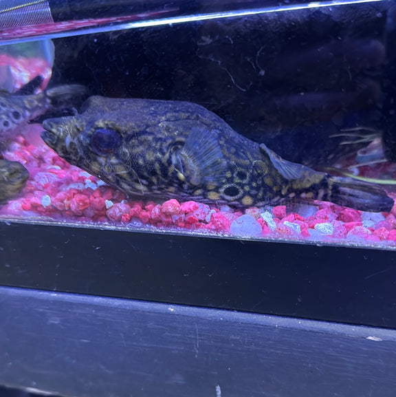 Humpback Dragon puffer (Tetraodon palembangensis)