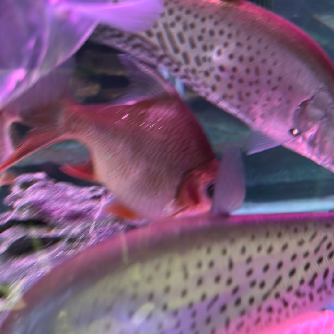 Panda Shortbody Tinfoil Barb (Barbonymus schwanenfeldii ...