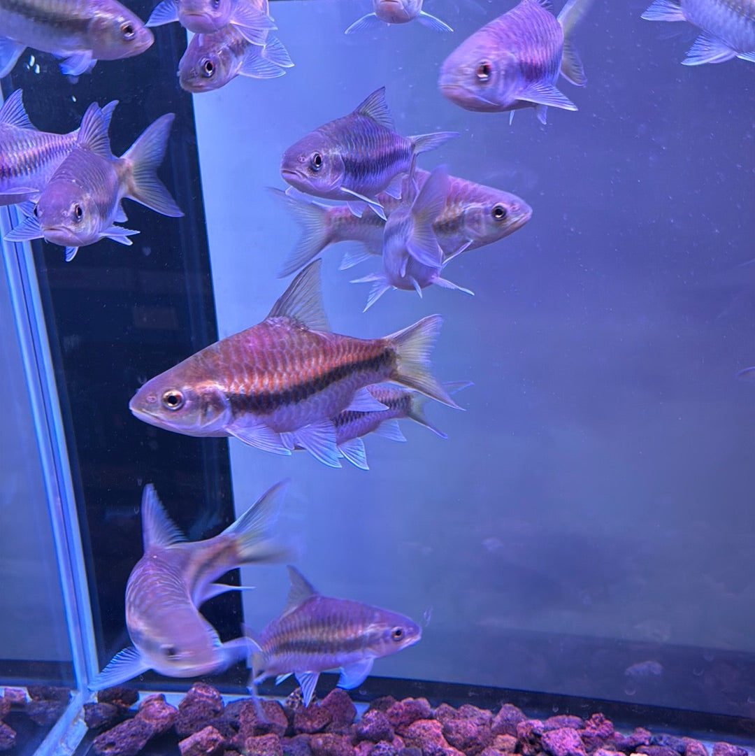 Shortbody Blue Mahseer (Neolissochilus stracheyi)