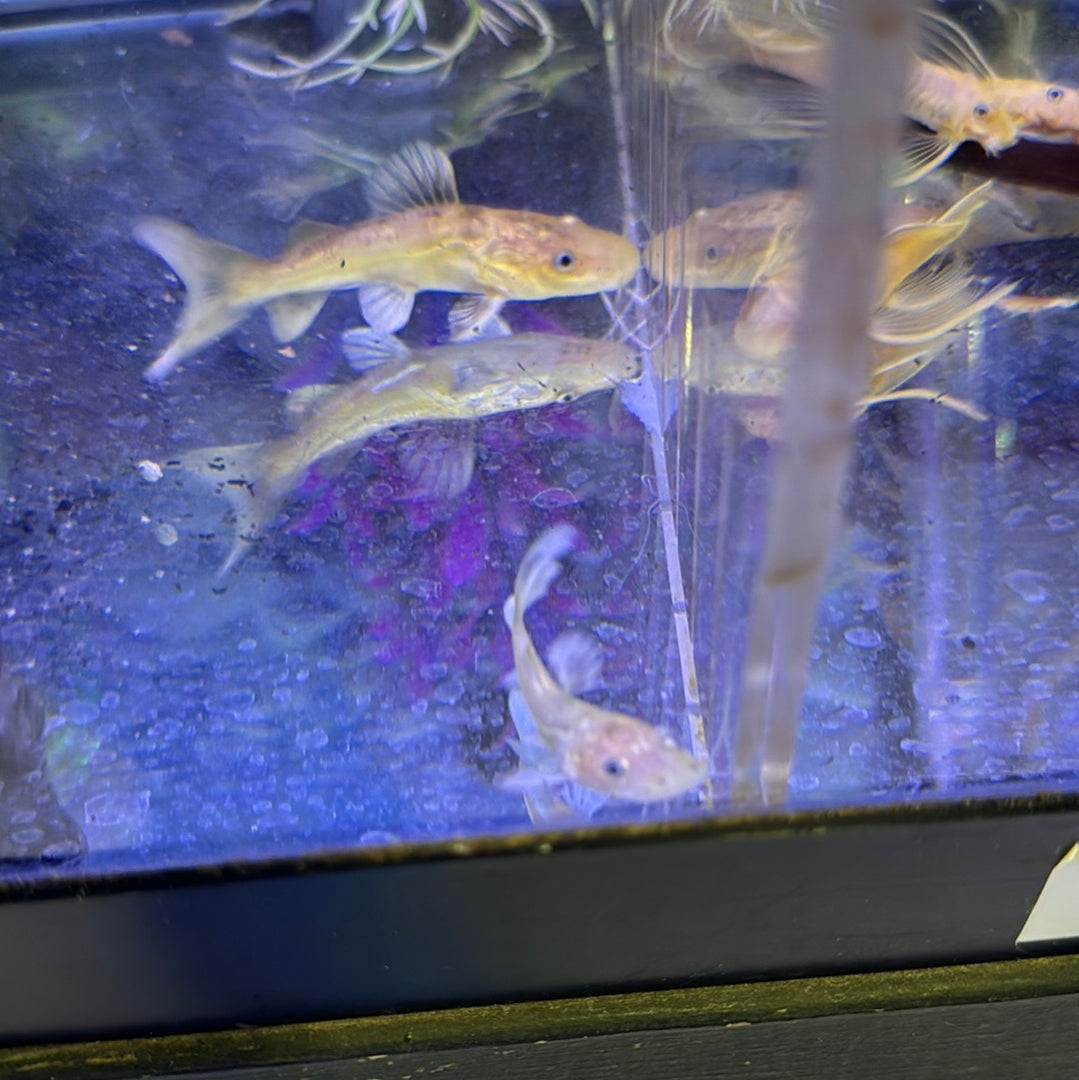 Platinum Tiger Shovelnose Redtail Catfish Hybrid (Phractocephalus hemi ...