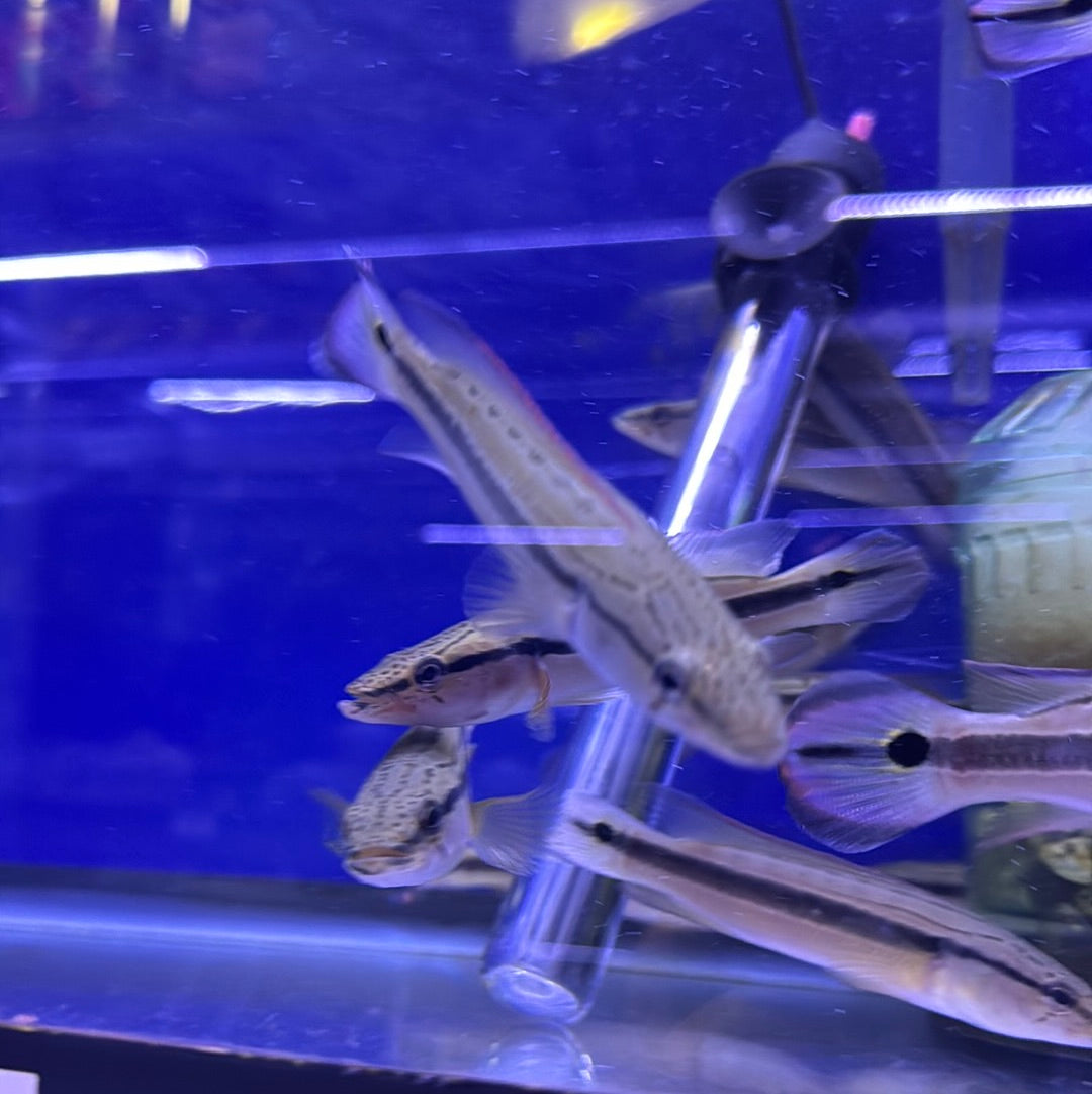 Pike Fish (Crenicichla sp. VENEZUELA DWARF) – monsteraquariumonline