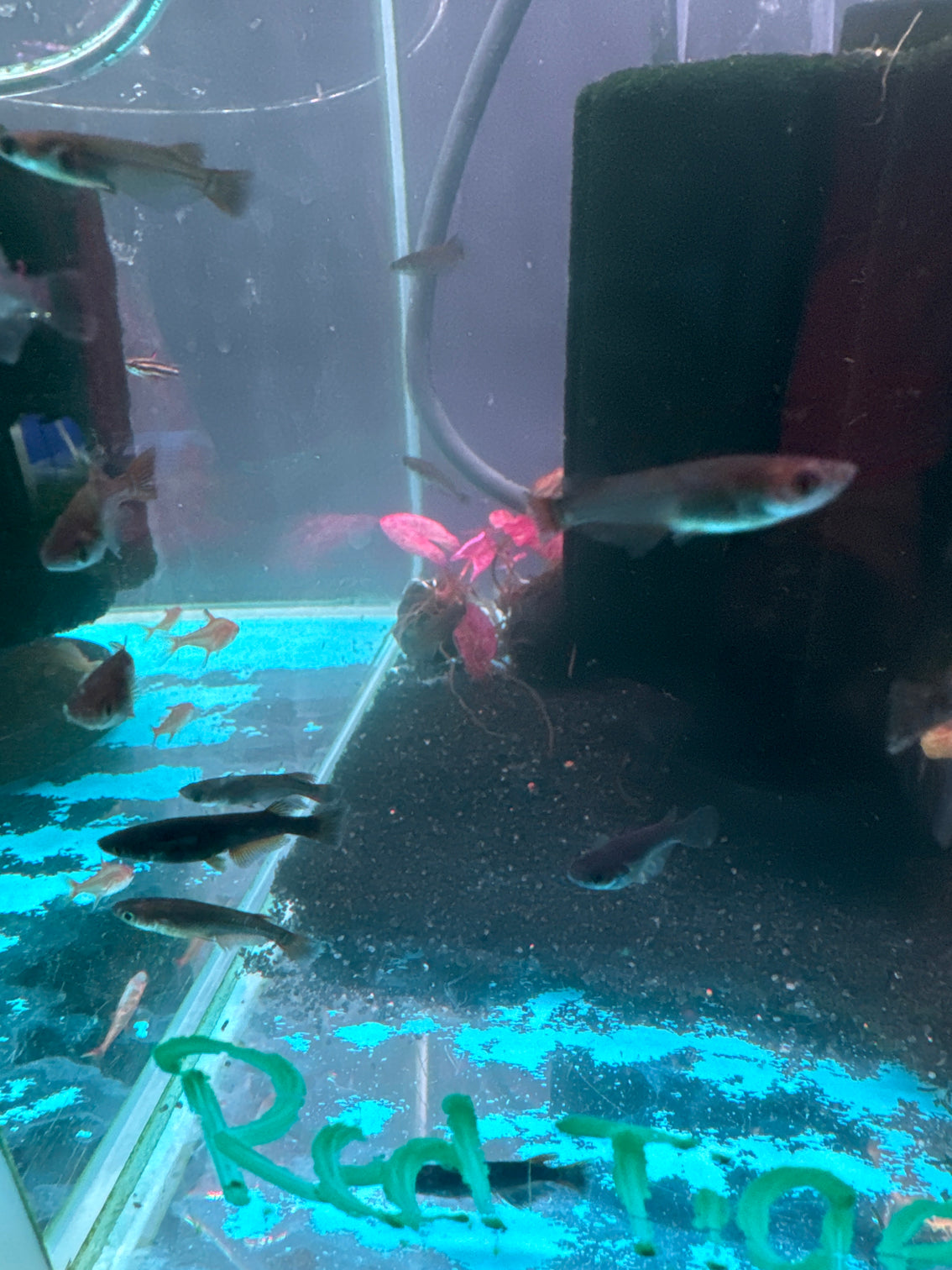 Medaka Black rice fish (Oryzias Latipes) – monsteraquariumonline