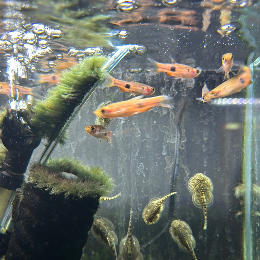 Clown Rasbora ( Rasbora kalochroma )