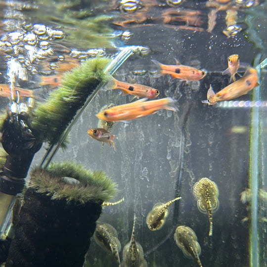 Clown Rasbora ( Rasbora kalochroma ) – monsteraquariumonline