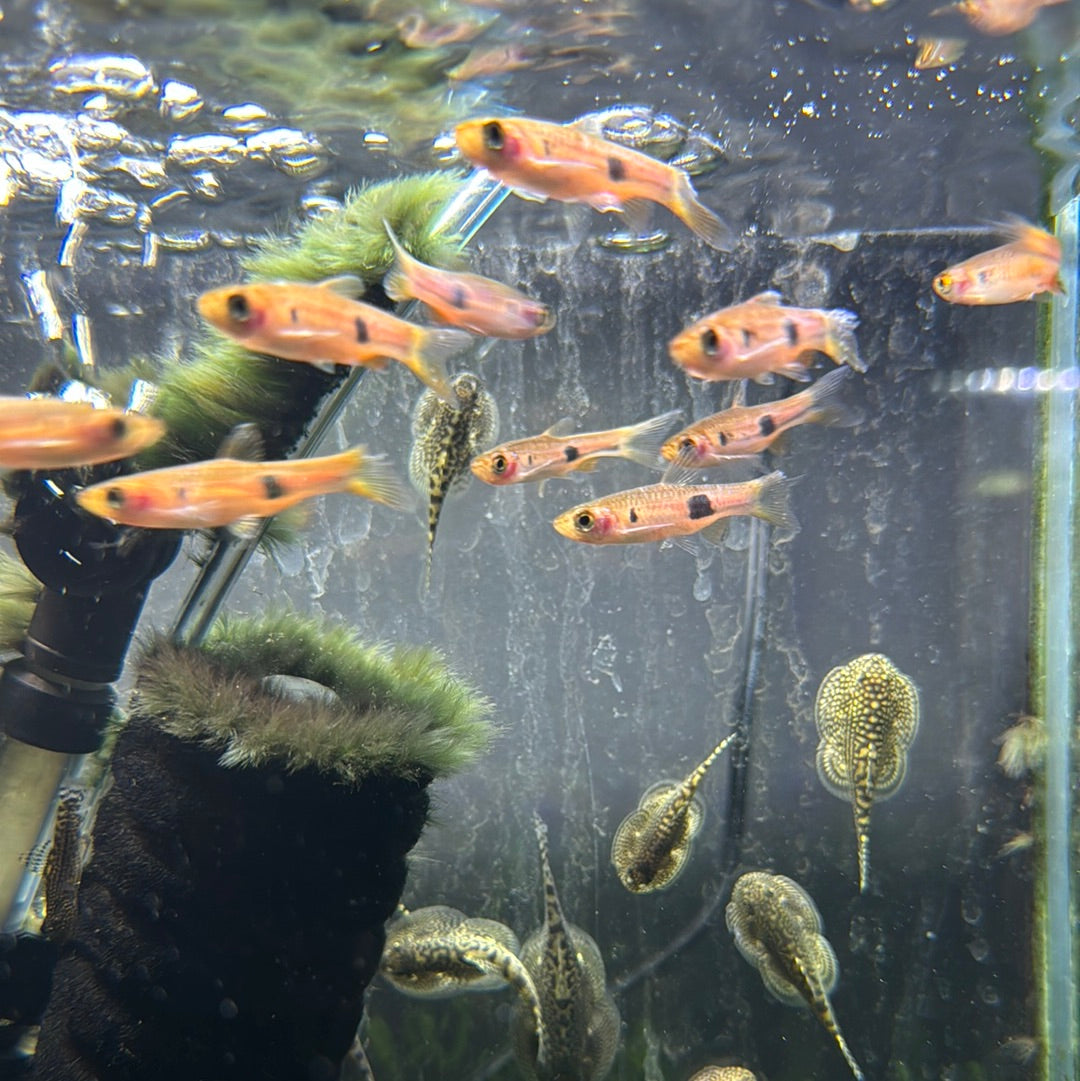Clown Rasbora ( Rasbora kalochroma ) – monsteraquariumonline