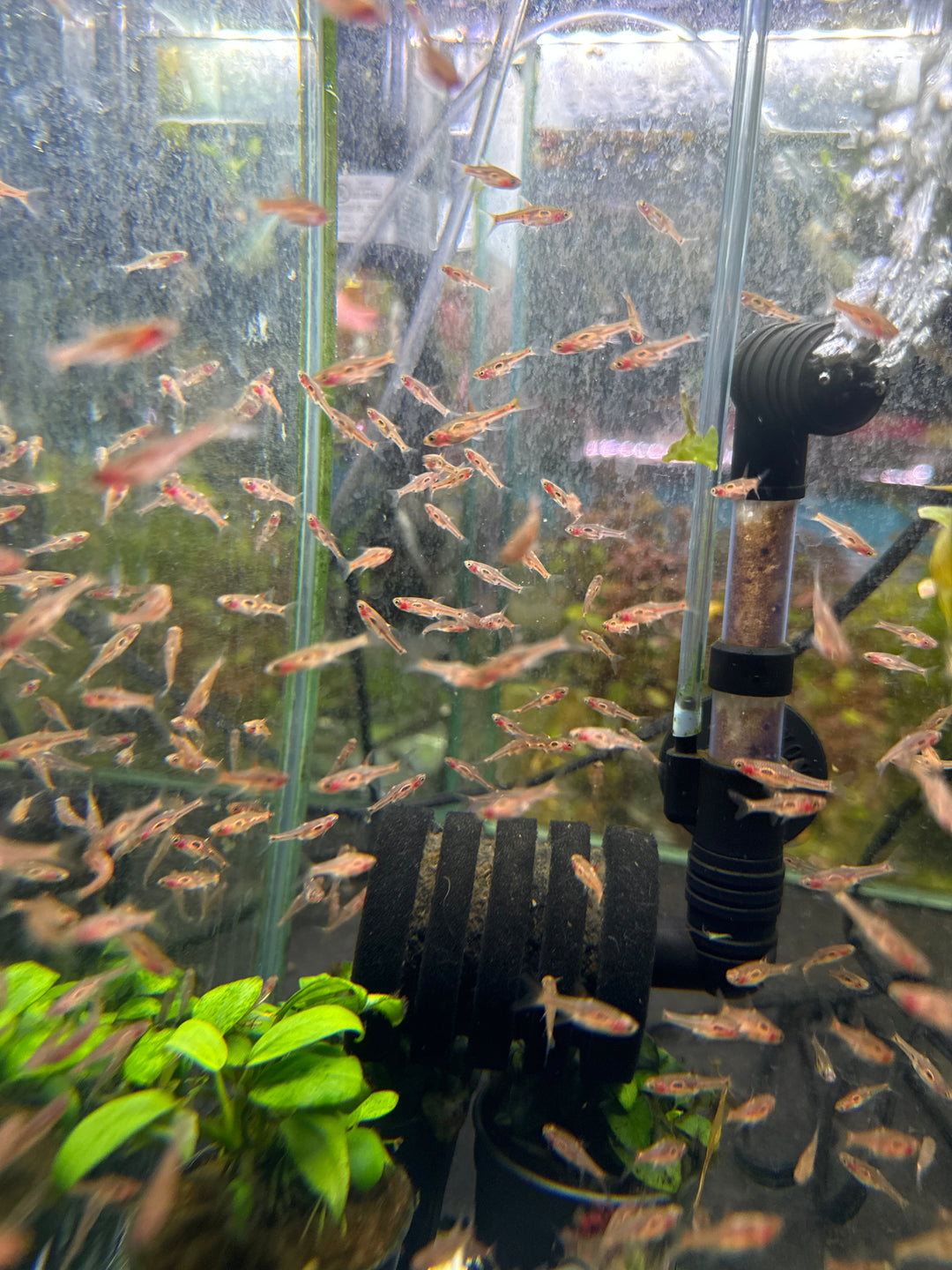Shop Online For Tetra Fish - Buy Neon Tetra Online – monsteraquariumonline