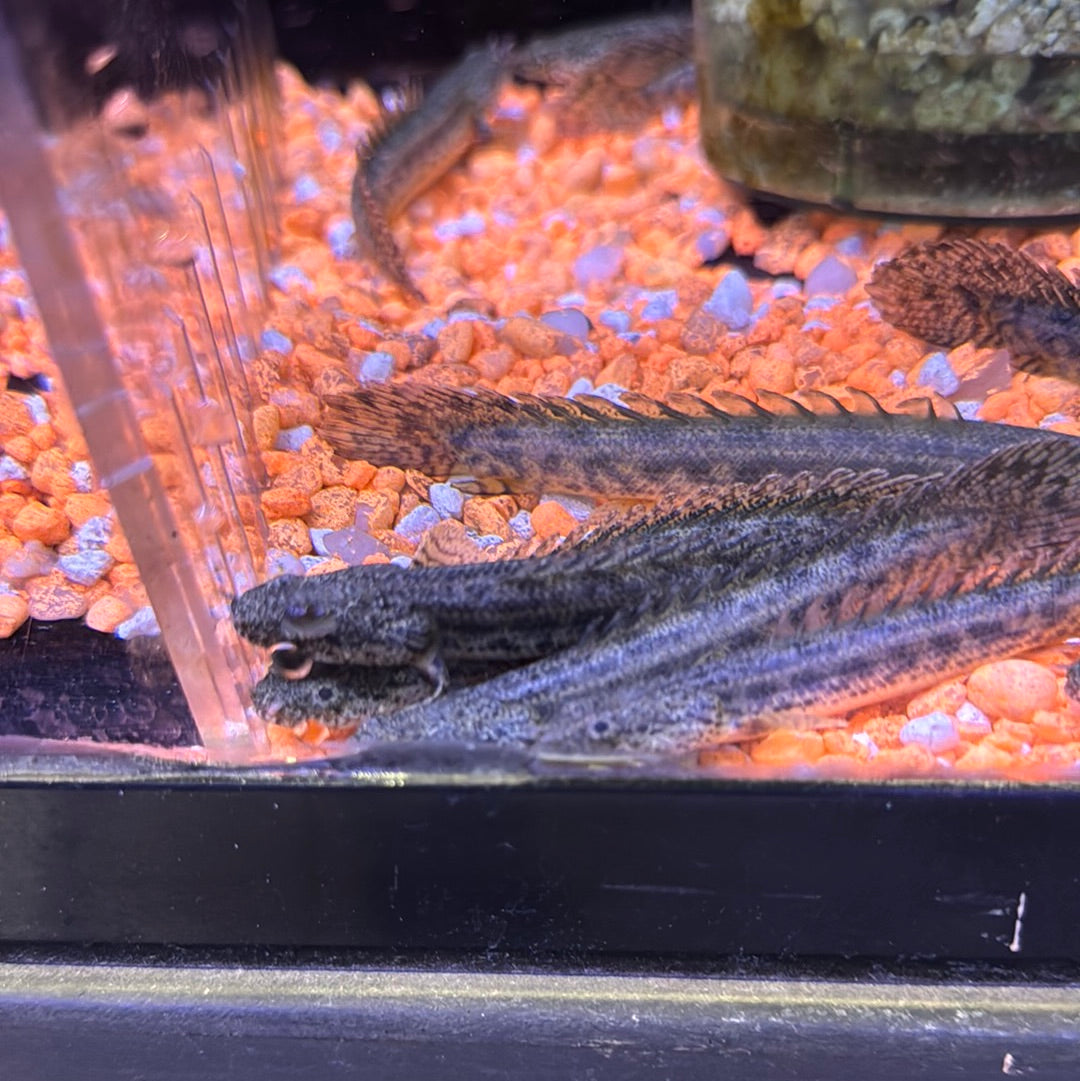Polypterus – monsteraquariumonline