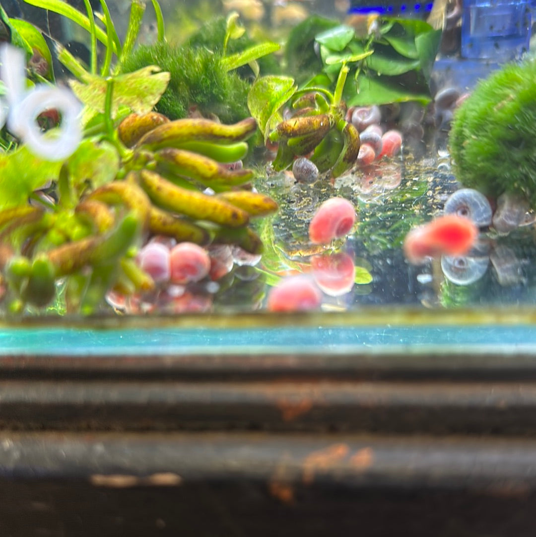 Red Ramshorn snail (Planorbis Rubrum)