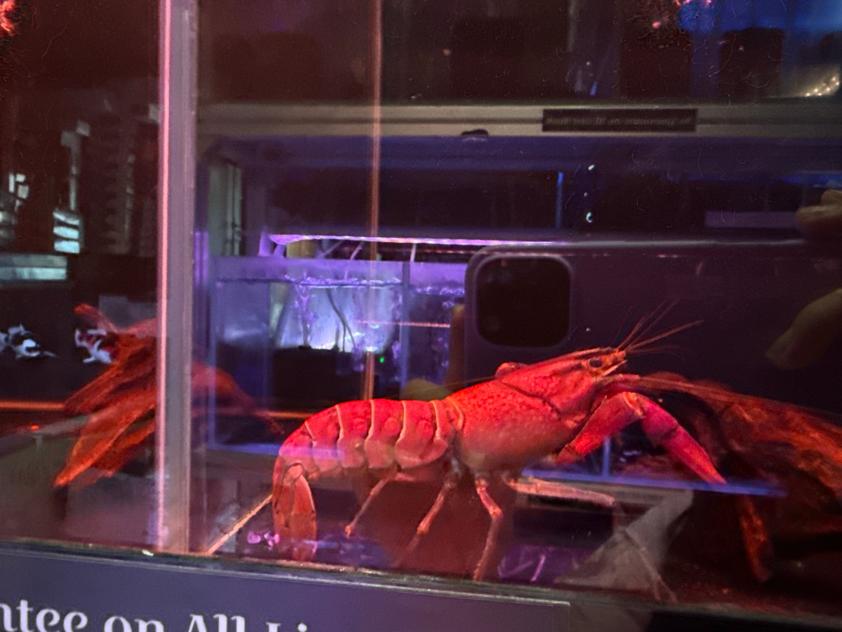 Violet Crayfish (Cherax alyciae) – monsteraquariumonline