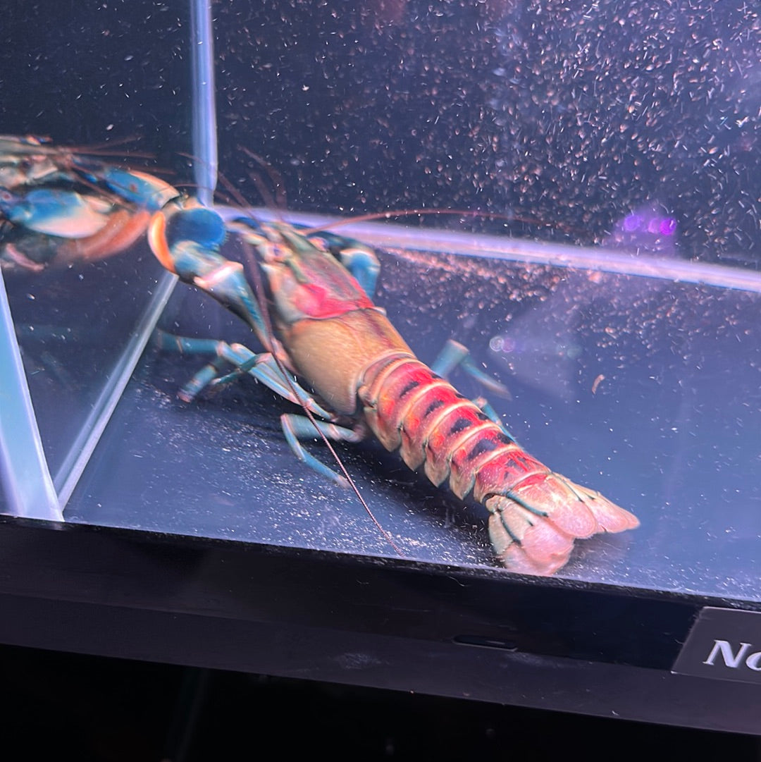 Buy Crustacean Online - Monster Aquarium – monsteraquariumonline