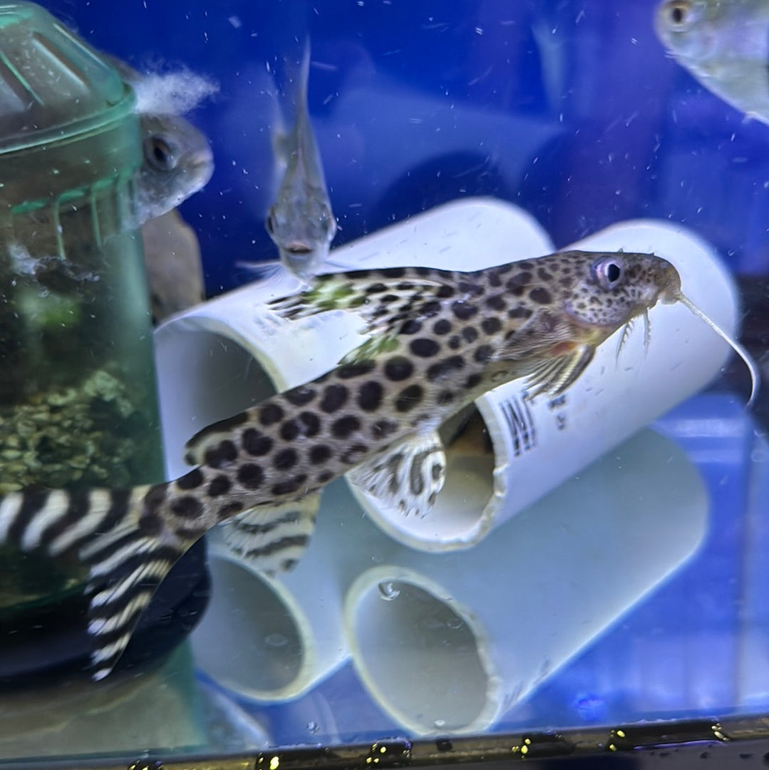Pardalis Synodontis Catfish (Synodontis Pardalis) – monsteraquariumonline