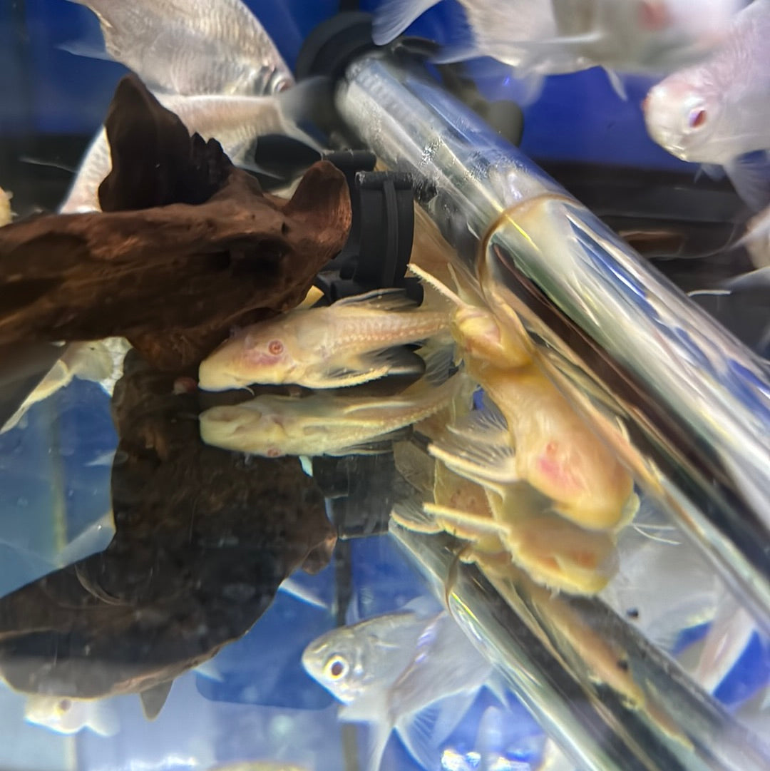 L155 Albino Adonis Pleco (Acanthicus hystrix) – monsteraquariumonline