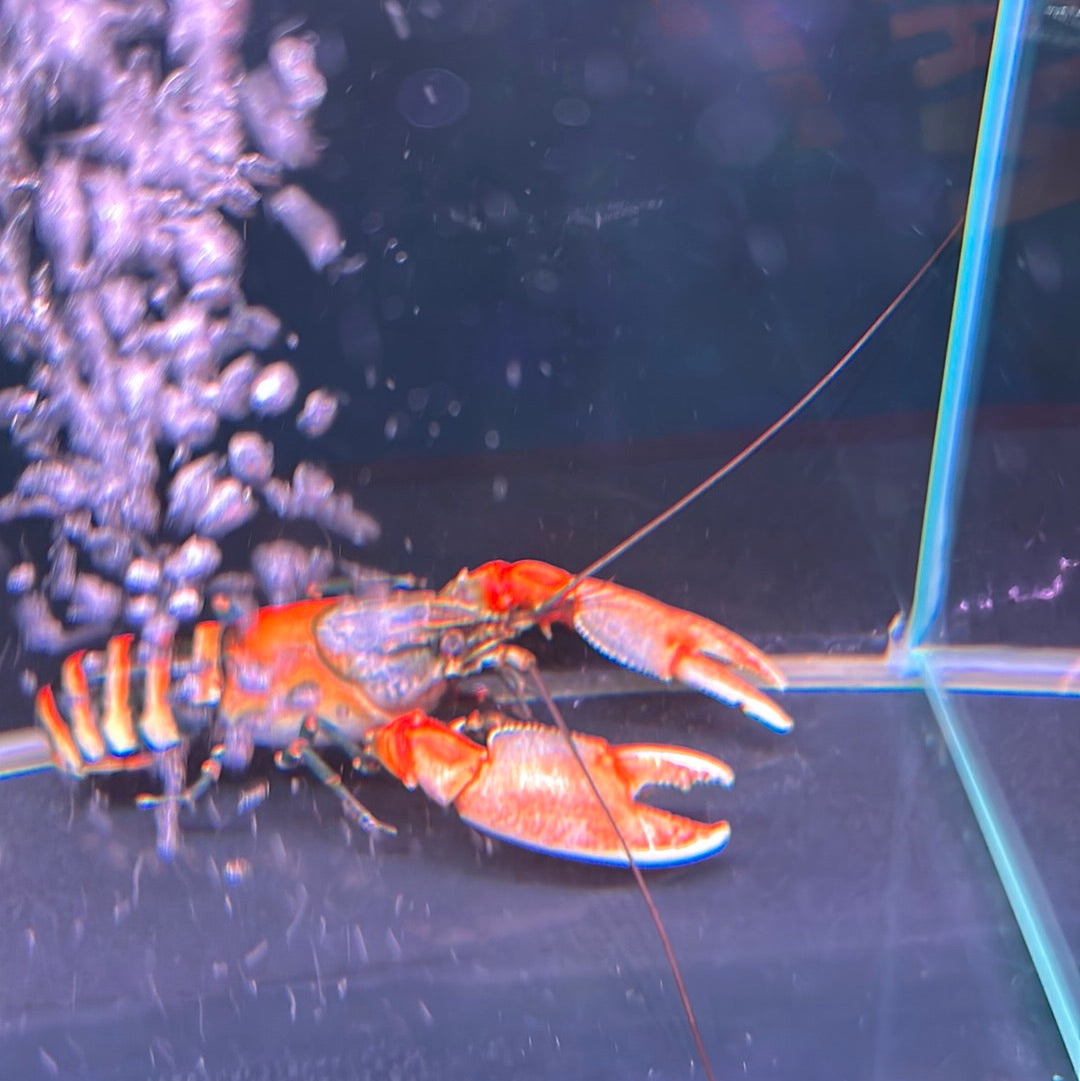 Zebra Crayfish (Cherax peknyi)