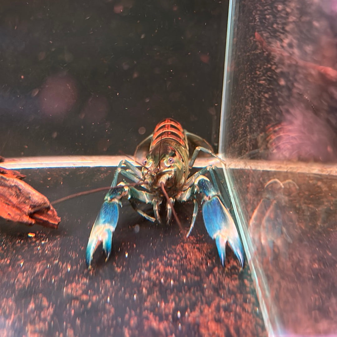Boesemani Tri Color Crayfish (Cherax Boesemani) – monsteraquariumonline