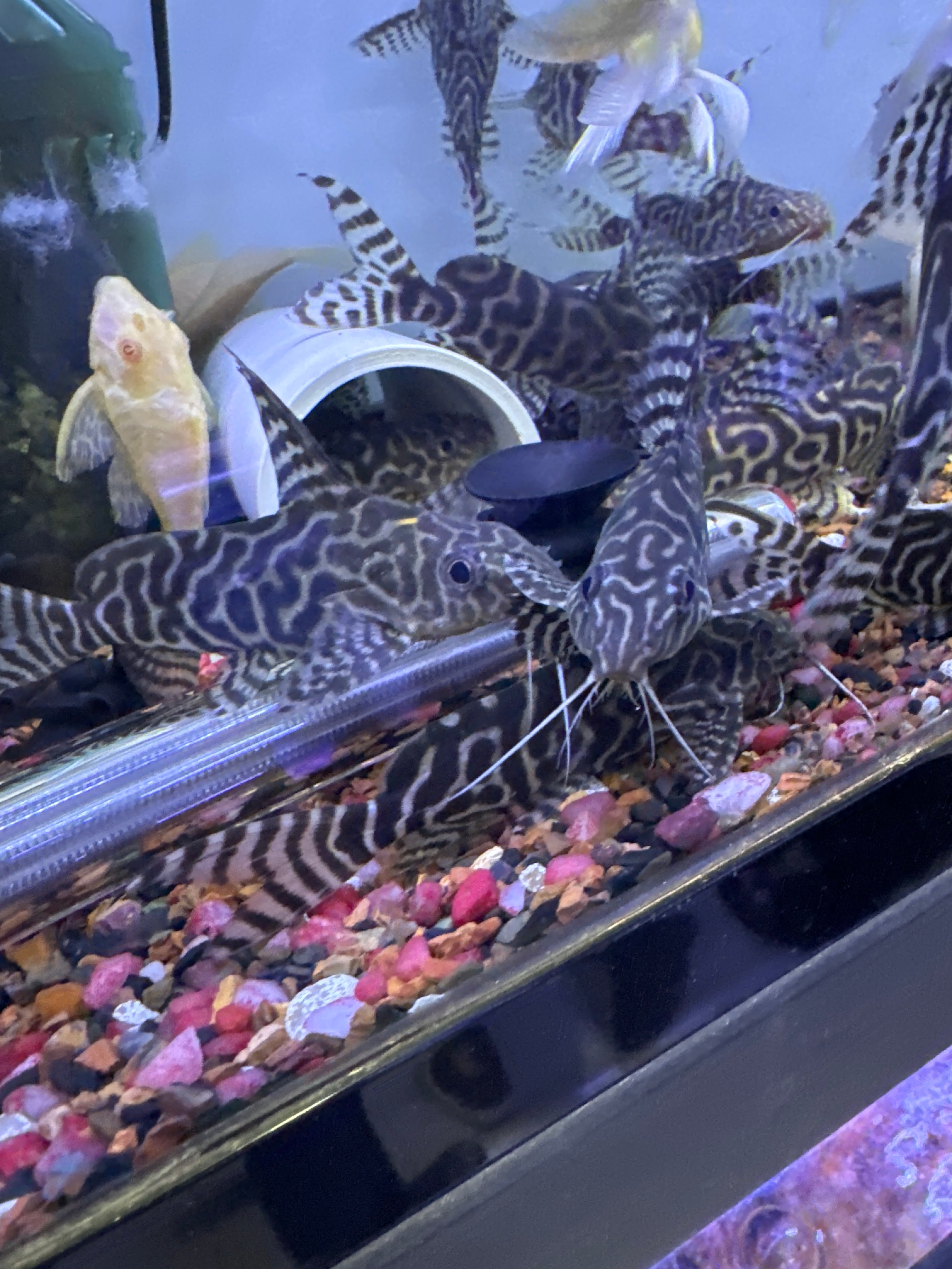 Angelicus x Eupterus Synodontis Catfish (Synodontis eupterus ...