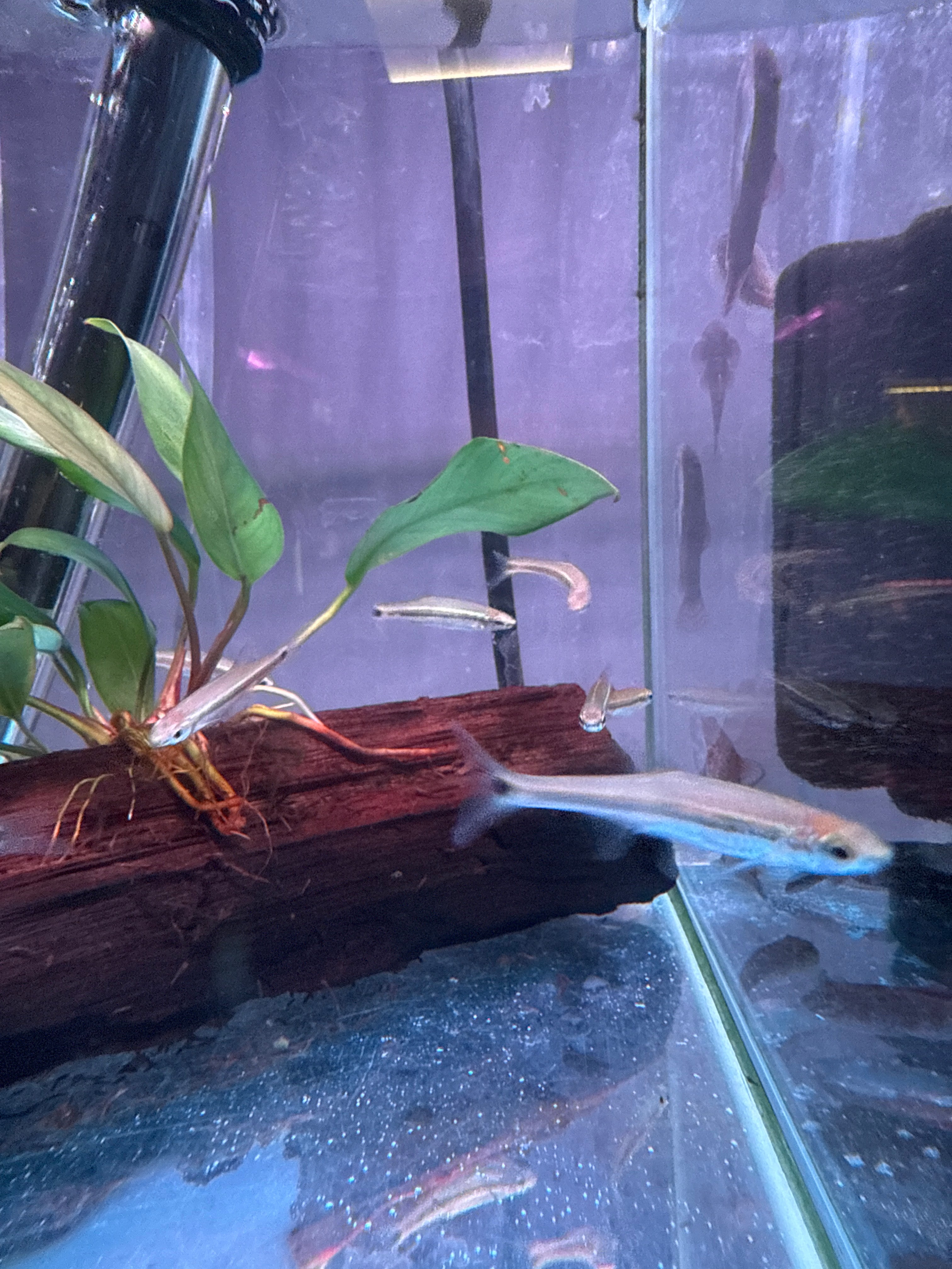 Blue line Rasbora ( Rasbora Sarawakensis ) – monsteraquariumonline