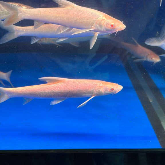 Albino Aral Barbel | Luciobarbus Species